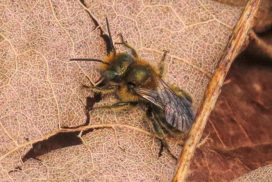 Exploring the Mason Bee Life Cycle - Backyard Beekeeping